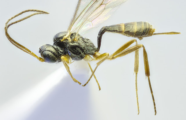 Utgångspunkt 63° 31,x' N - 22° 31,x' O: Ur silkestott. Del 2