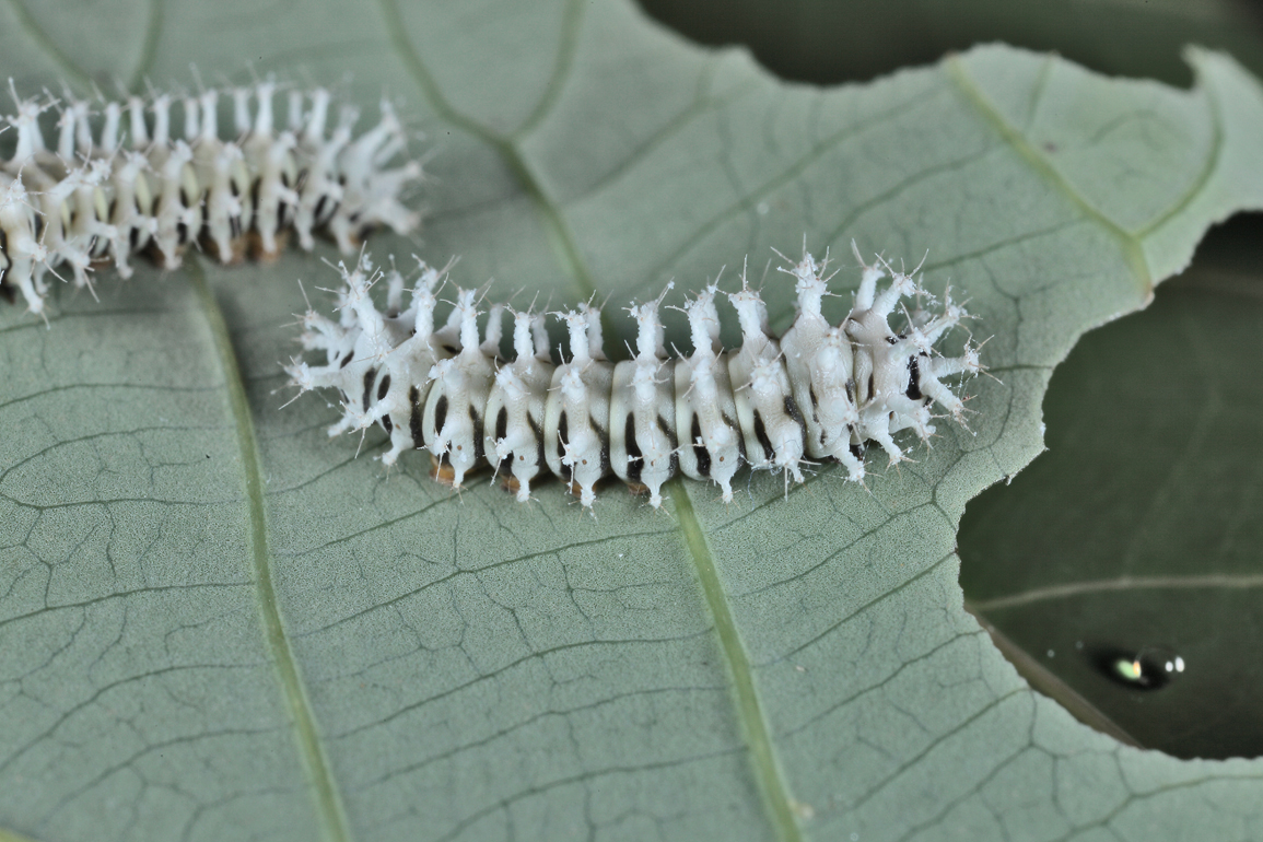 BunyipCo: November 2012