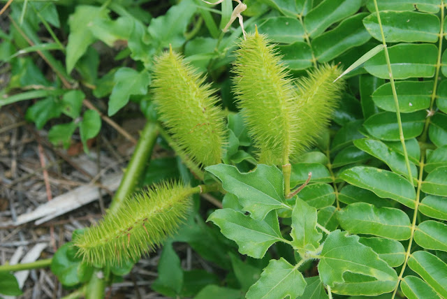 S/V Barefoot: Cayo Costa - Indigenous Plants