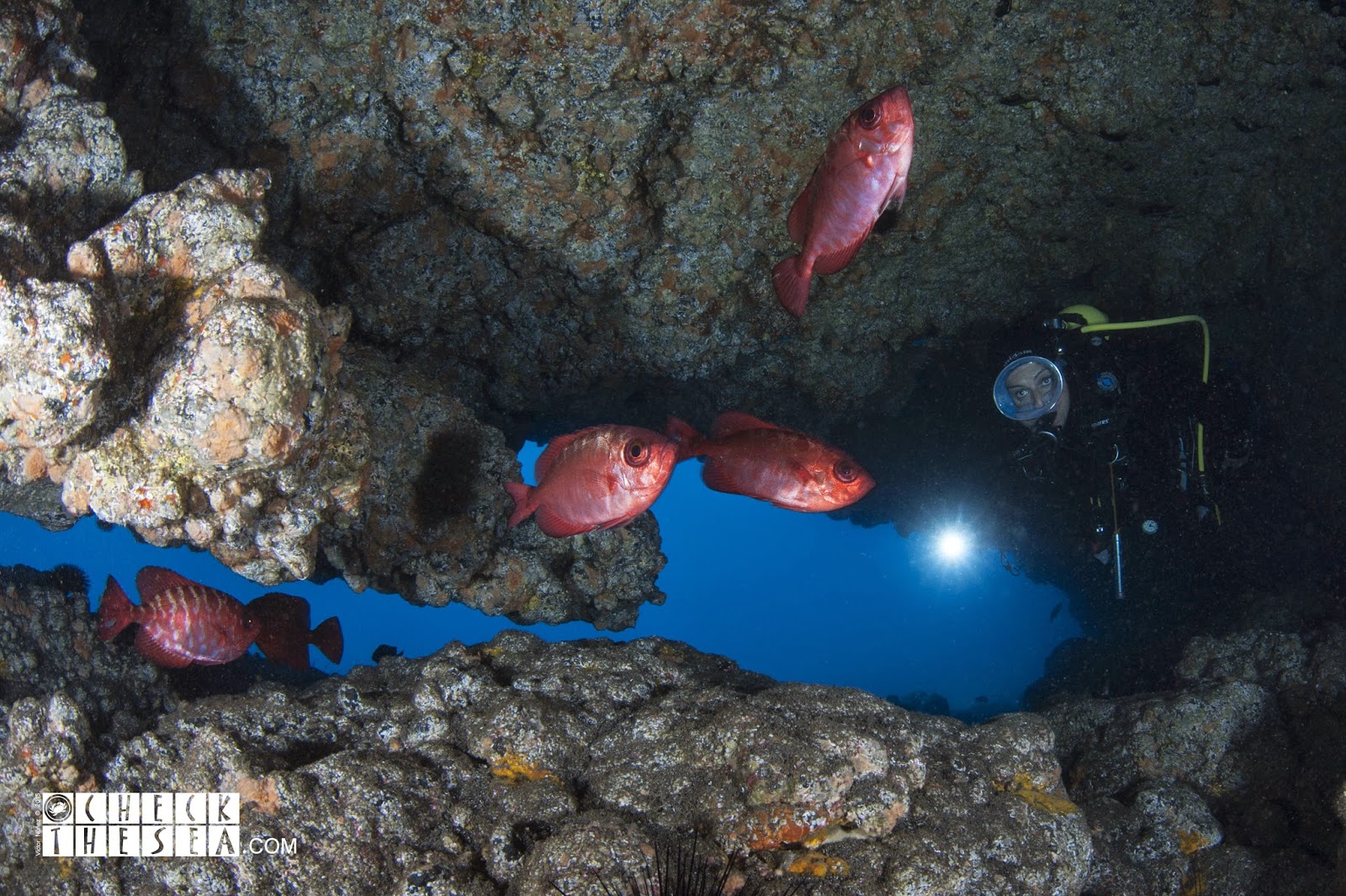 Check the Sea. Web de buceo y fotografía submarina de las Islas ...