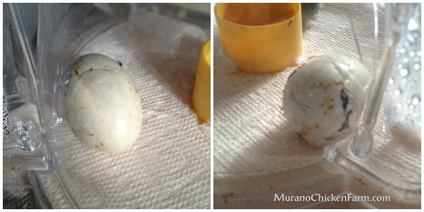 How to save a cracked hatching egg - Murano Chicken Farm