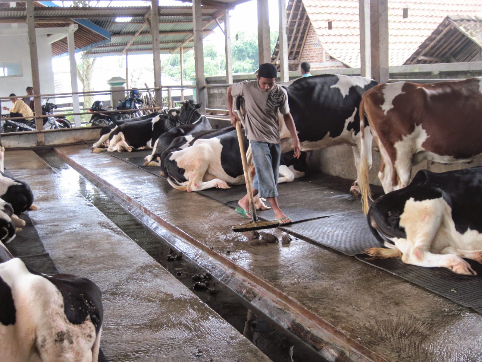 Terpopuler 20+ Cara Membuat Kandang Sapi