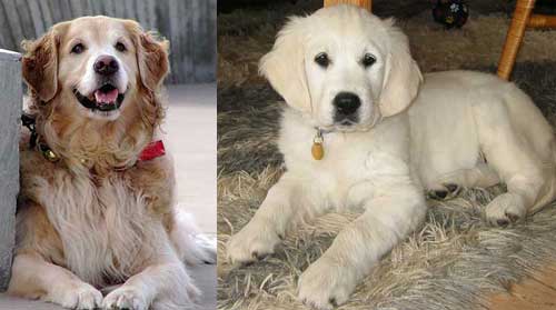Anjing Golden Retriever