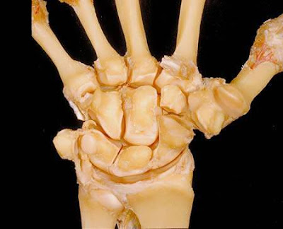 Dr. Sous: Human dissection (WARNING Very Graphic Content)