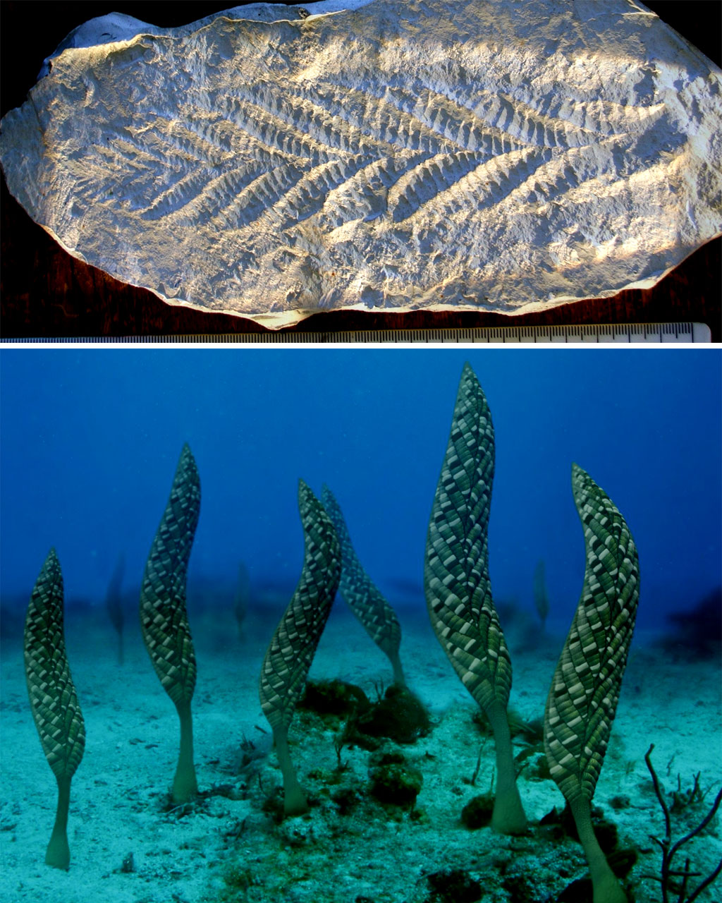 Anotaciones al margen: Tina en el bosque de Charnia, la vida que no ...