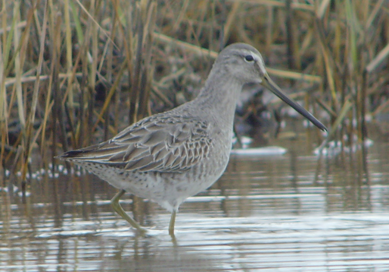 Pembrokeshire Birds: Marloes Mere & Gann