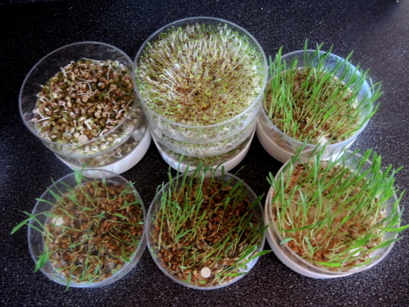 In Joy Emporium: Sprouting my Wild Oats!