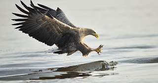 Old European culture: Eagle eating dolphin