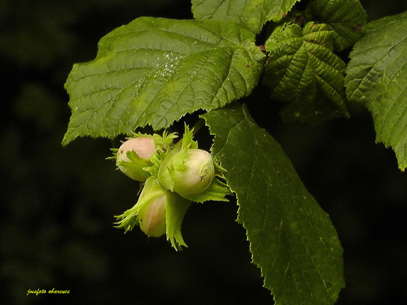 MONTES OBARENES ENTORNO Y VIDA: Avellano (Corylus avellana)
