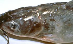 PARASIT & PENYAKIT IKAN : Trichodina sp.