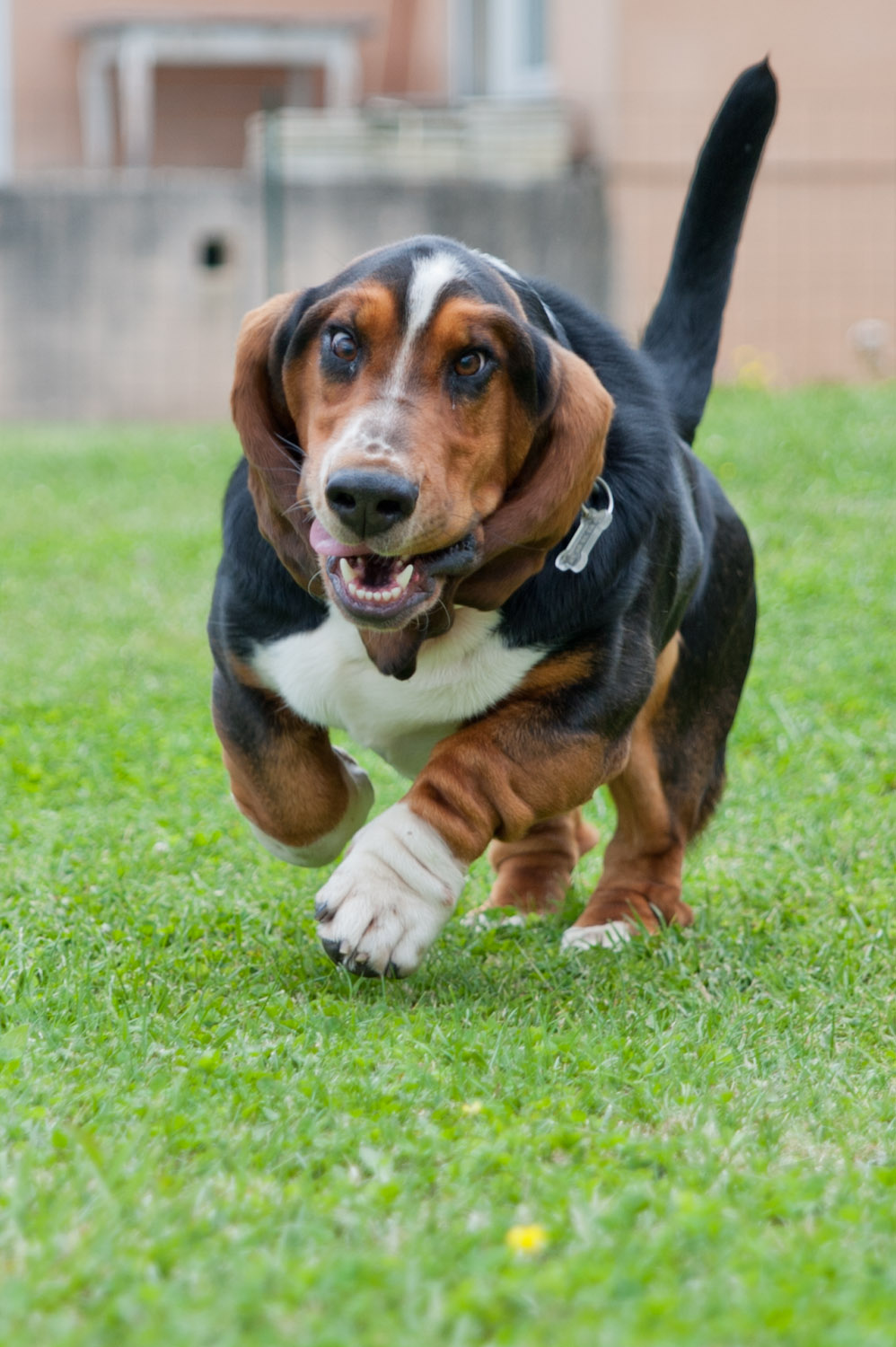 Basset Hound Animal Information And Pictures | All Wildlife Photographs