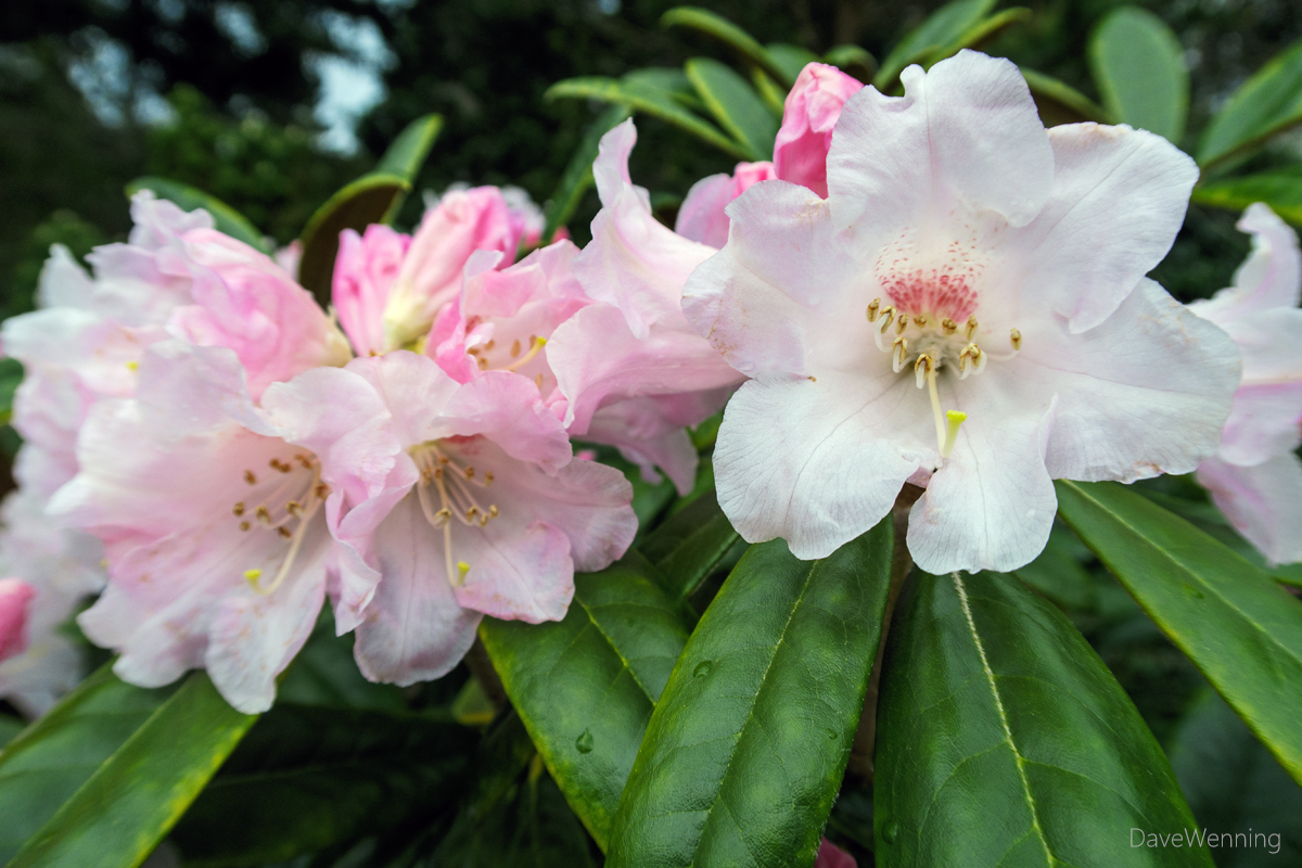 Rhododendron yakushimanum