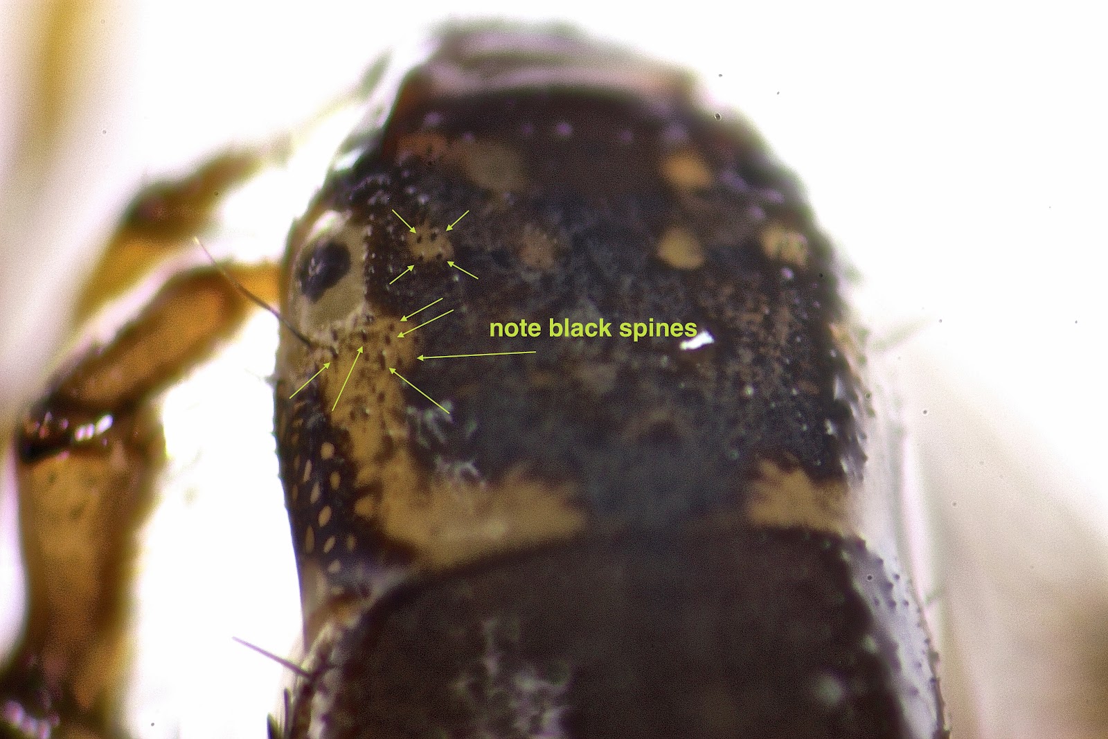 Aquatic Insects of Central Virginia: Hydropsyche venularis: The Common ...