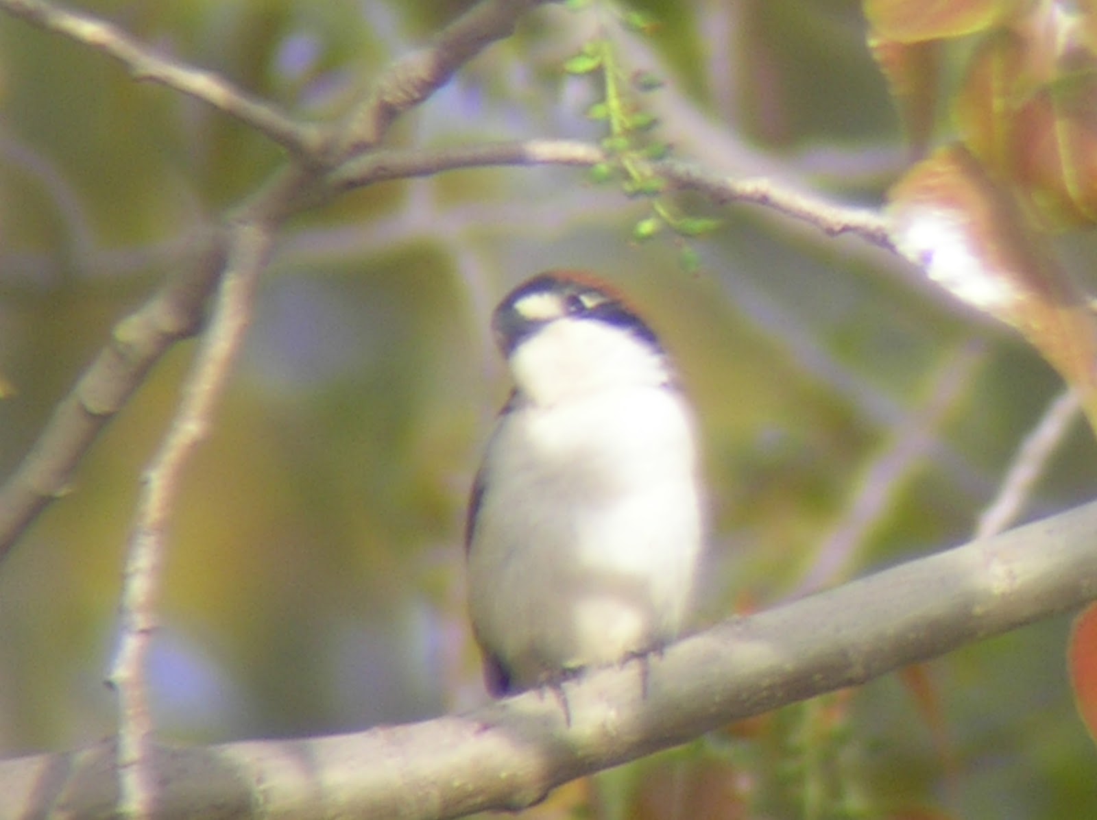 Recursos medioambientales: Alcaudón común (Lanius senator)