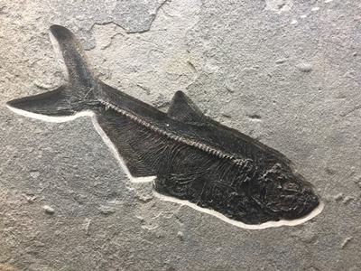 Pengertian Fosil, Jenis dan Proses Terbentuknya » Katapengertian ...