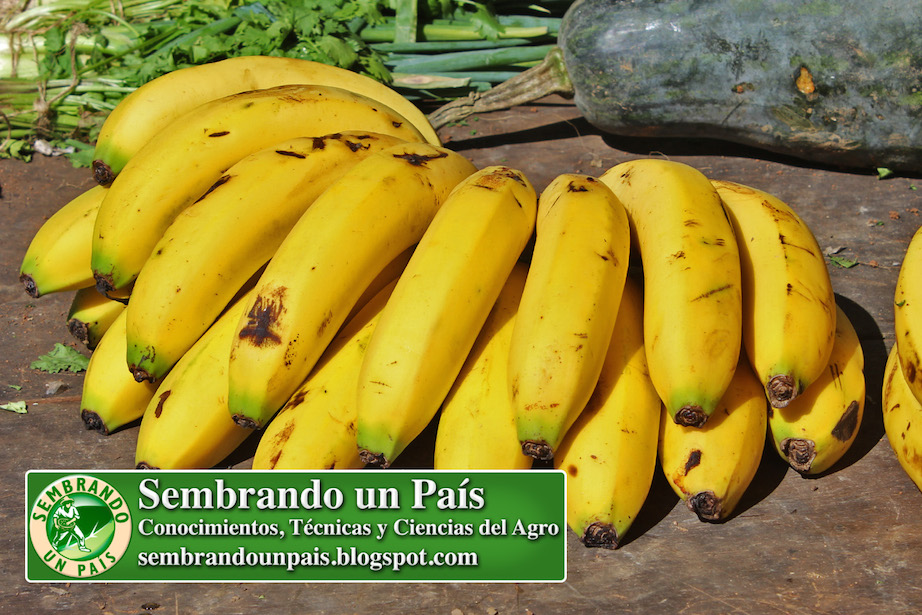 Contenido Nutricional: Banana o Cambur (Tabla Nutricional)