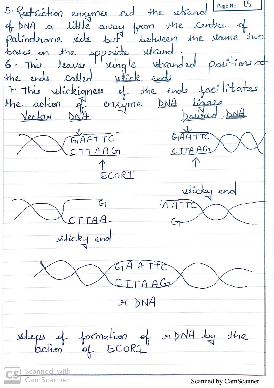 Biotechnology Principles and Process Handwritten Notes for 12th Biology
