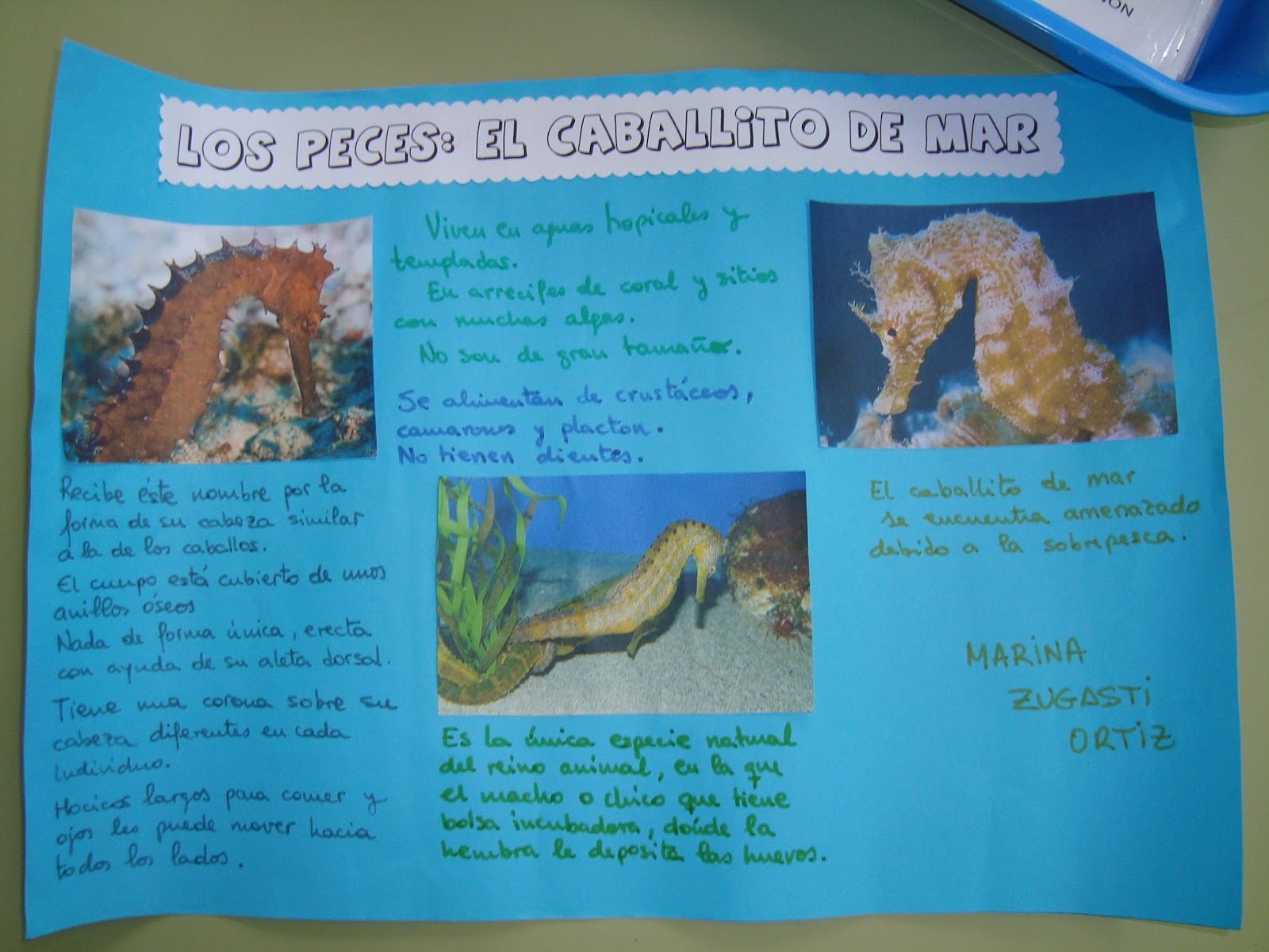 Plastificando ilusiones: El caballito de mar