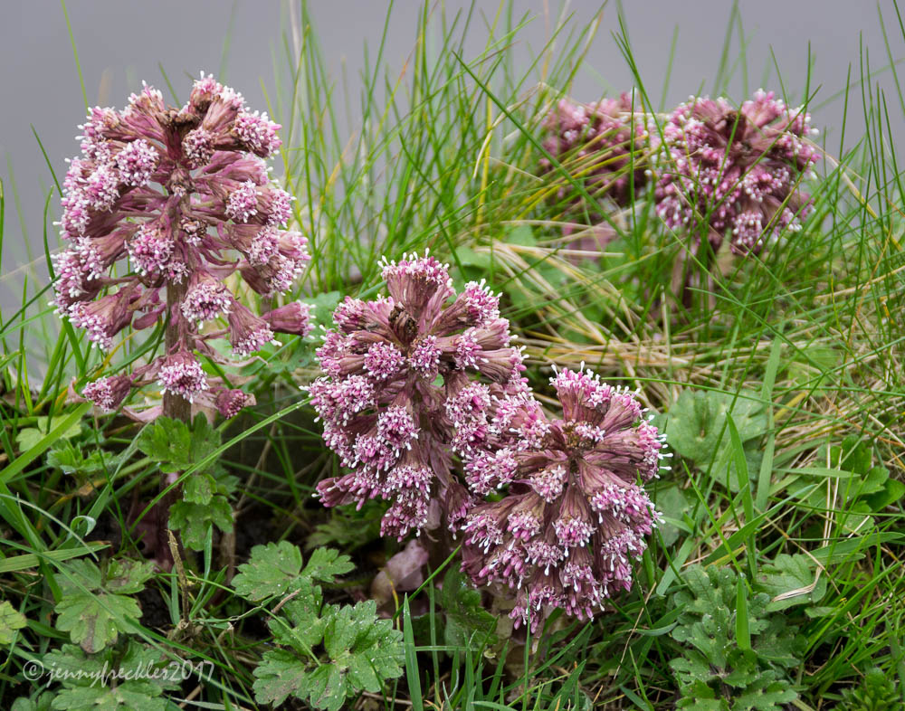 Saltaire Daily Photo: Butterbur