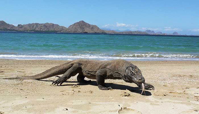 Mengapa Komodo Berukuran Besar? | Belajar Sampai Mati