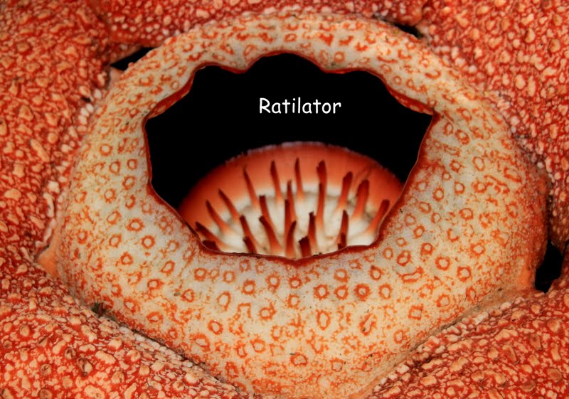 The Giant Flower - Rafflesia