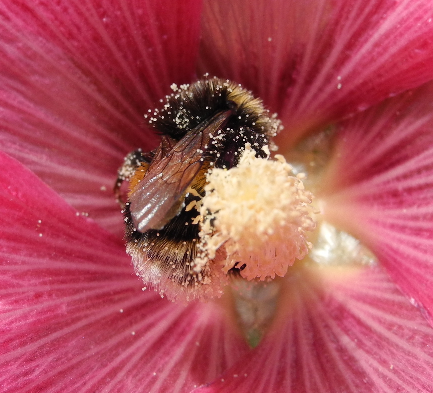 The Gardeneur: Hollyhock's Sticky Pollen