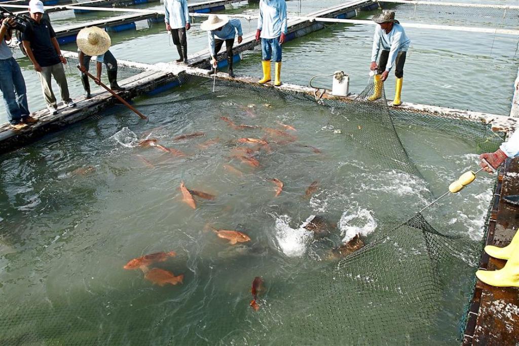Grouper Breeding Method with High Yield Result - Frozen Grouper ...