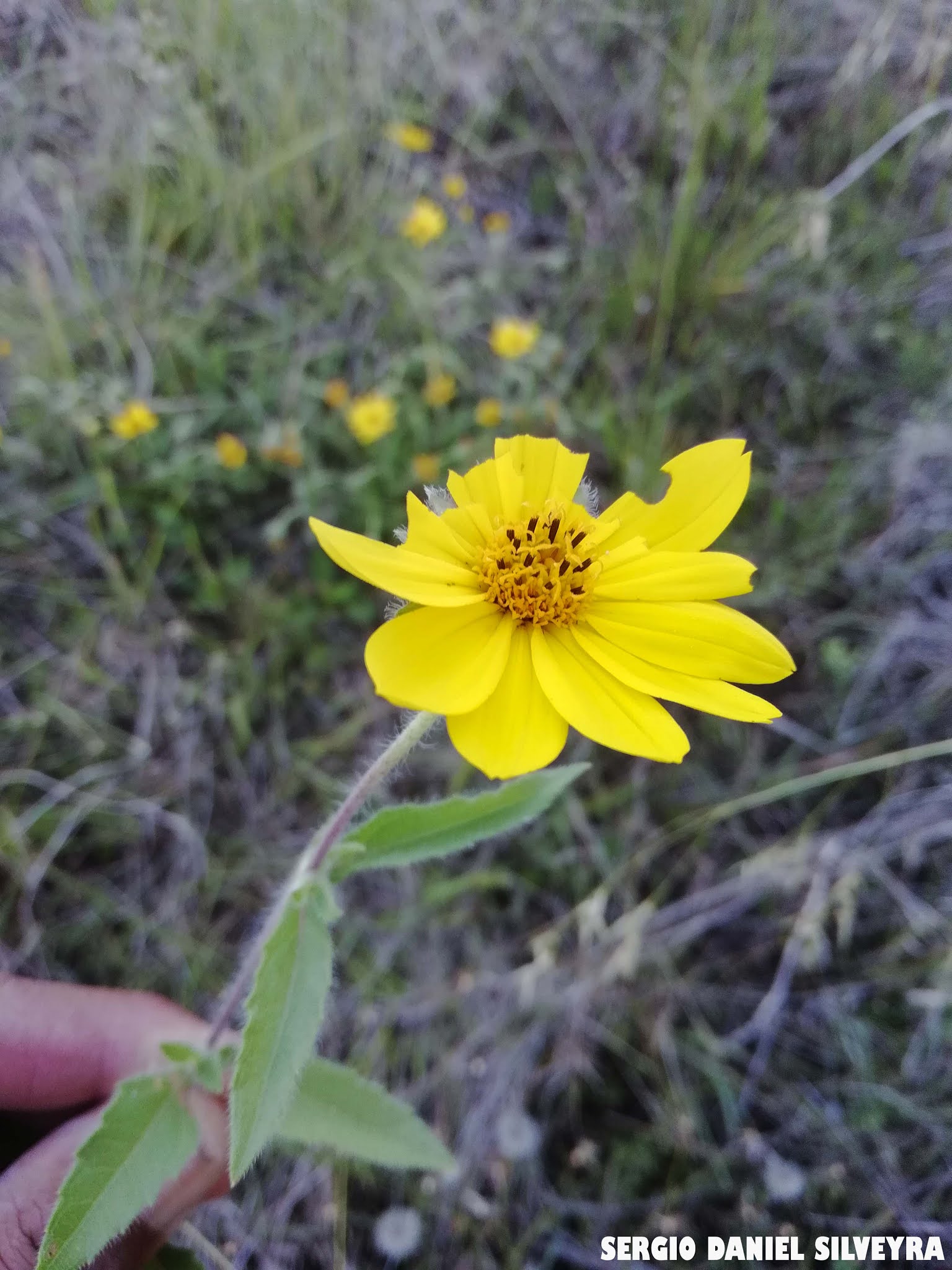 Flora Nativa de Entre Rios