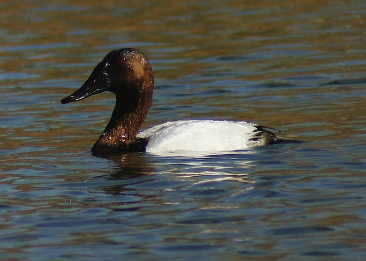 Butler's Birds: Puddle Ducks