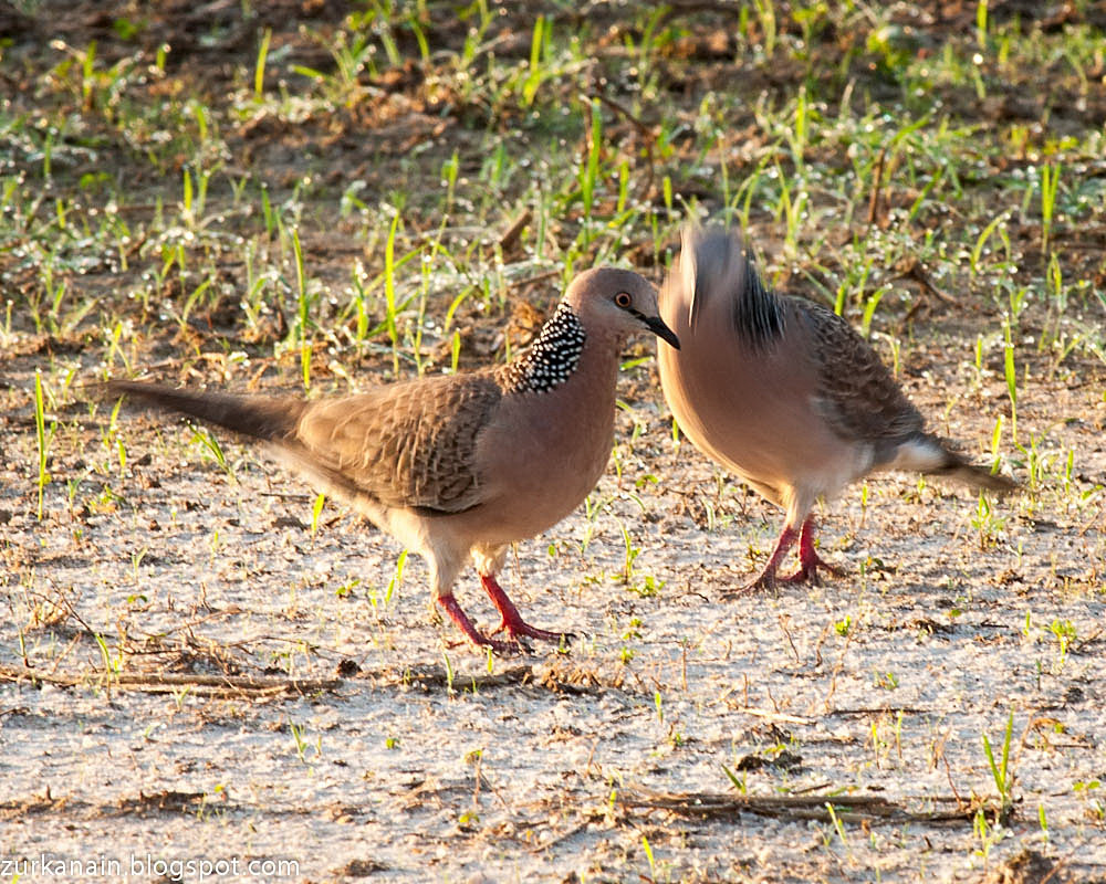 Zul Ya - Birds of Peninsular Malaysia: Spotted Dove
