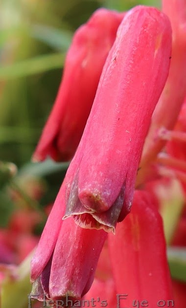 Our False Bay garden in June