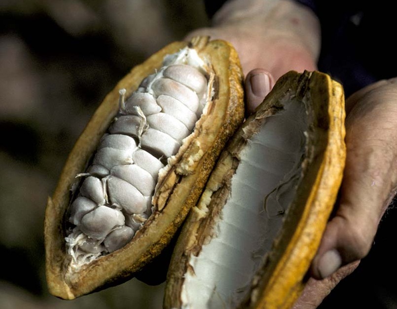 Theobroma: Contenido y principios activos del Cacao