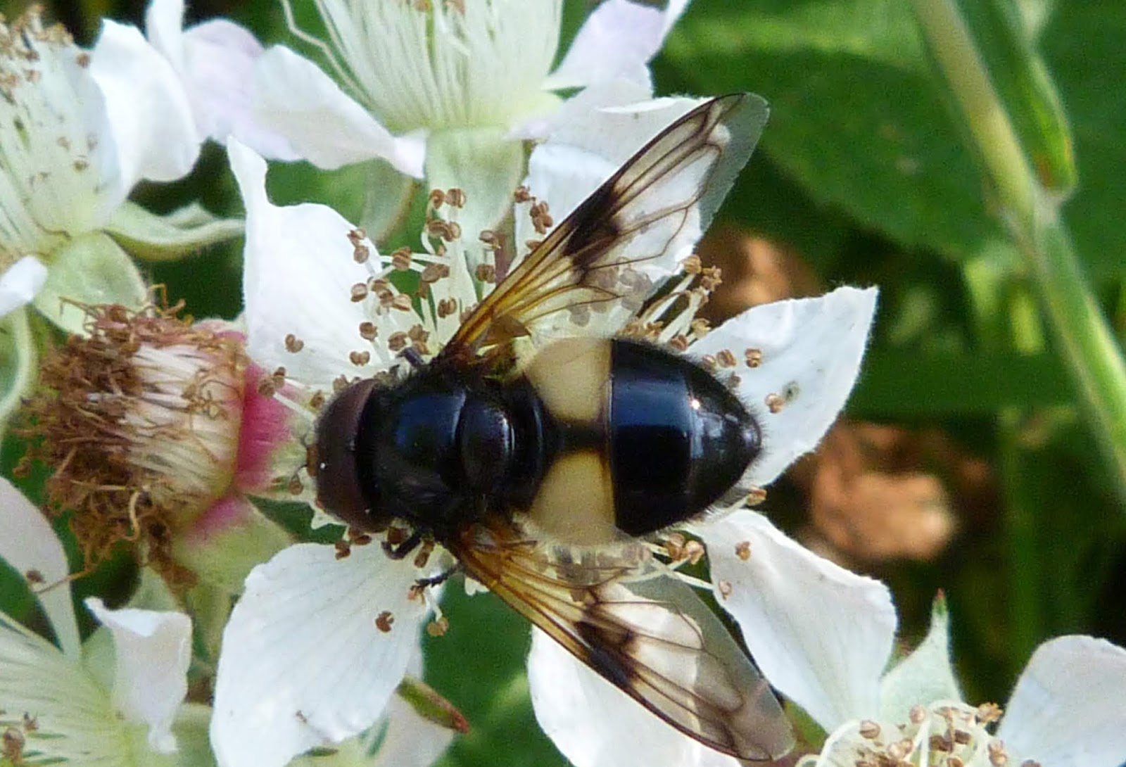 Insects of Scotland: Hoverflies