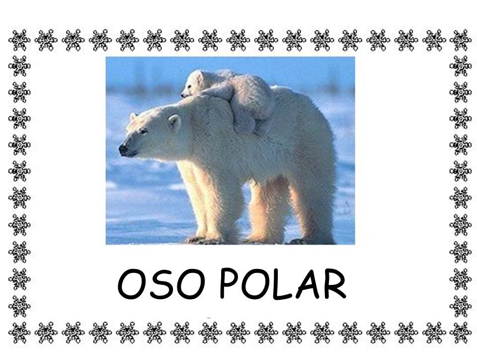 Aprendiendo con Mae: ANIMALES DEL POLO NORTE Y POLO SUR