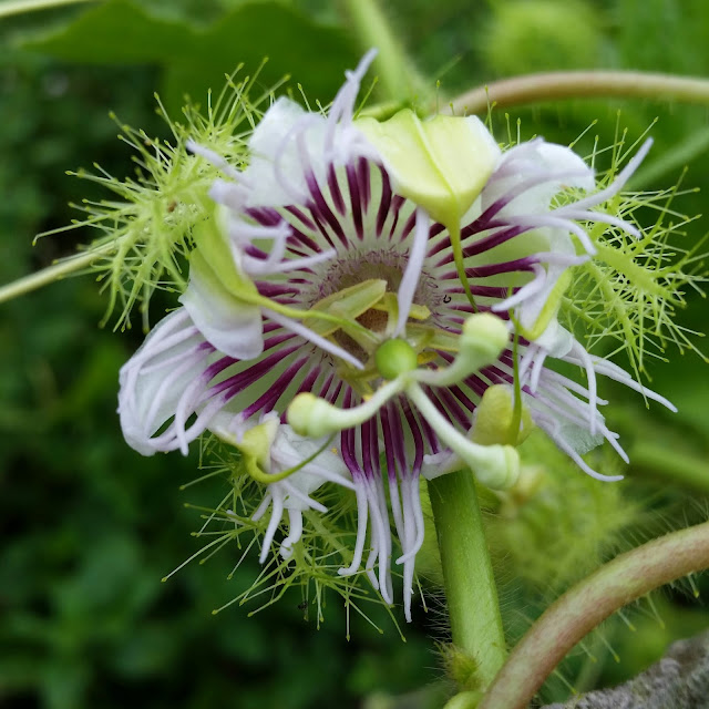 Warisan Petani: Pokok Letup-letup.
