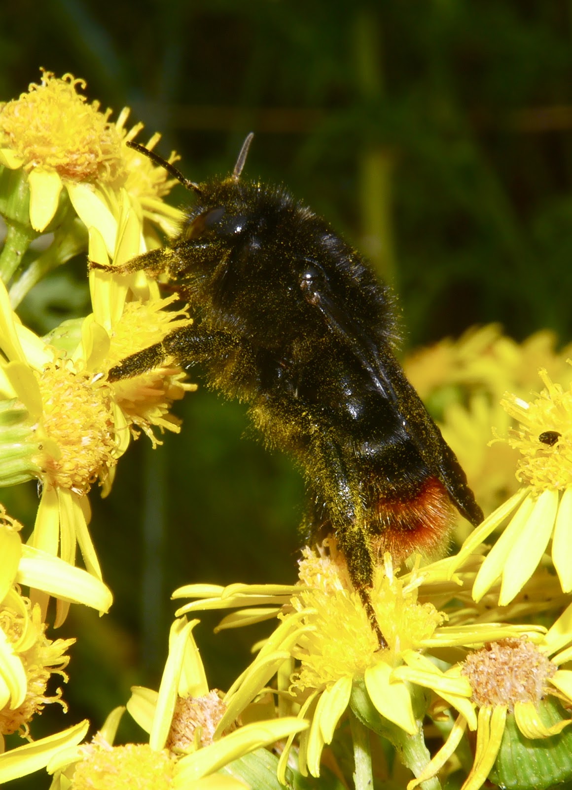 Northwest Norfolk Naturalists: Red-tailed (Hill) Cuckoo Bee