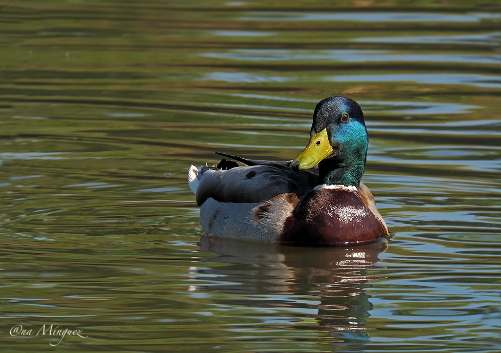 NATURANAFOTOS: Photomix