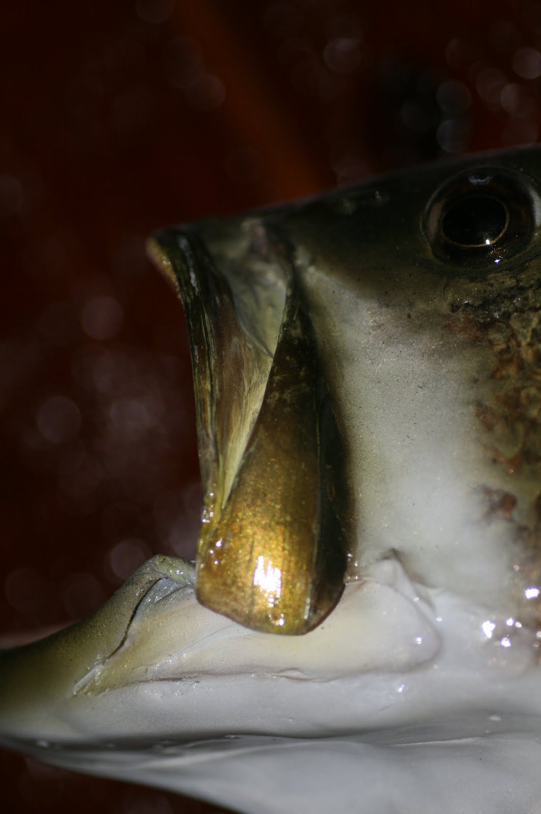 Allen's Taxidermy: April 2011