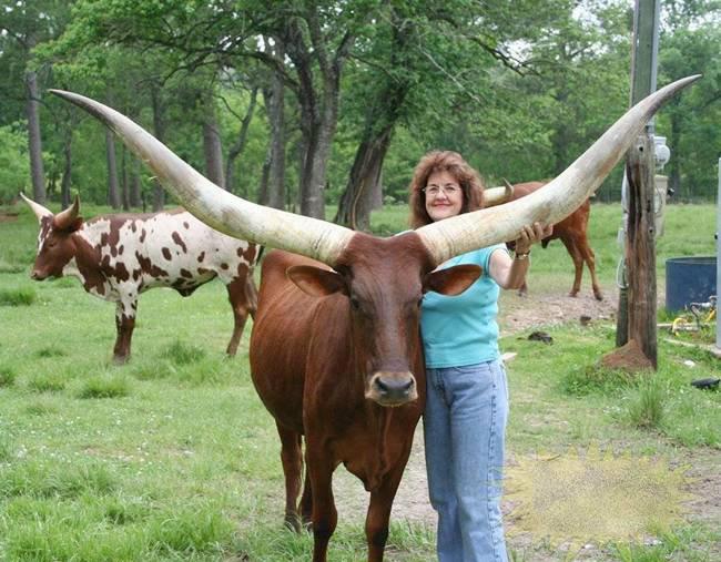 All about Funny Pictures and Funny SMS.: funny bull Picture