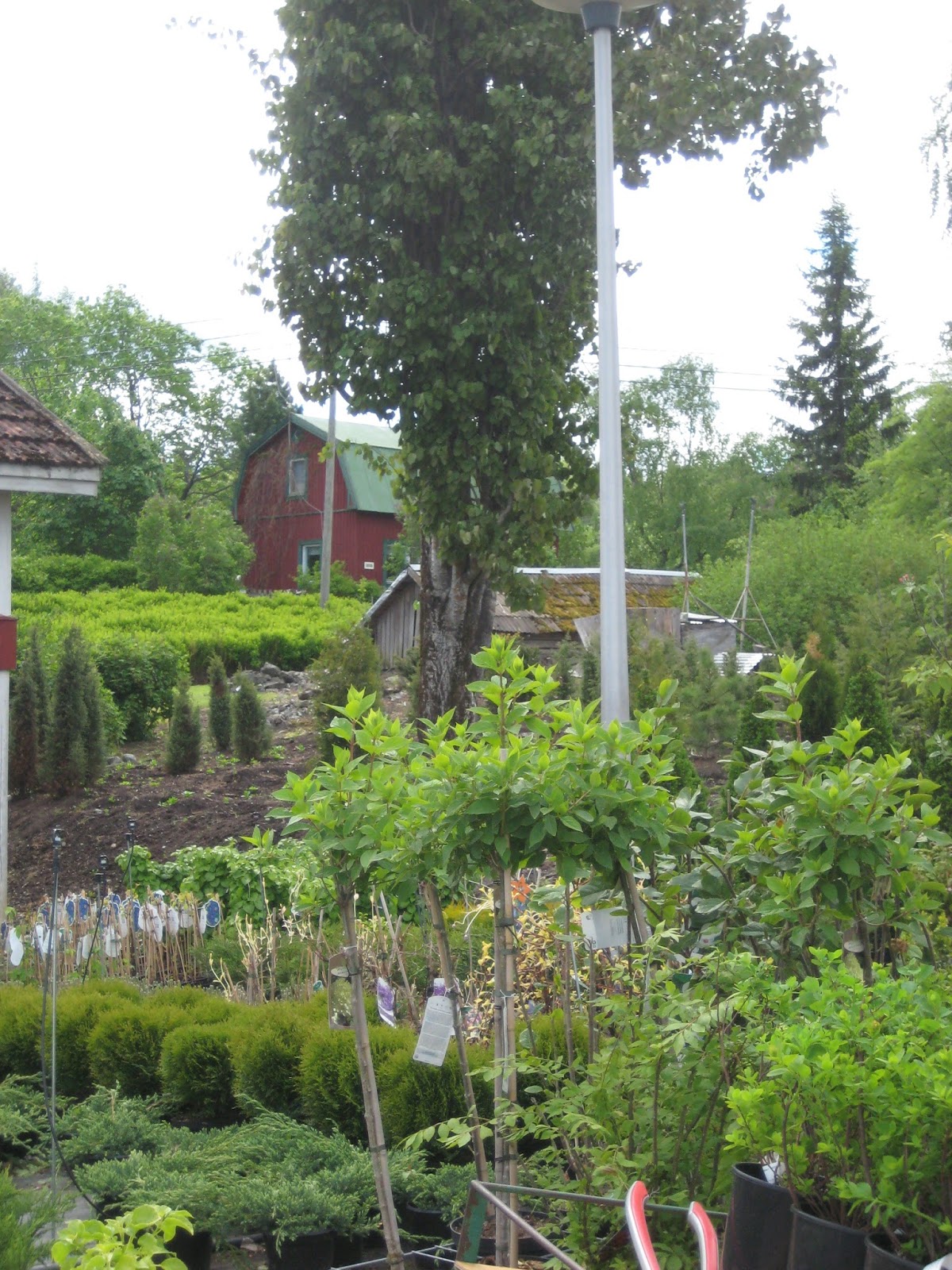 Onnelin elämää: Taimitarhalla