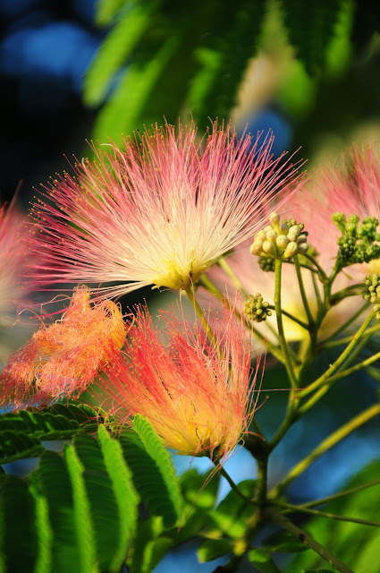 Spring's last delicate flower....