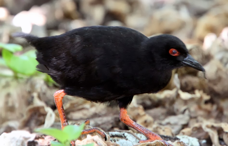 Birds That Cannot Fly ~ Explore Amazing World