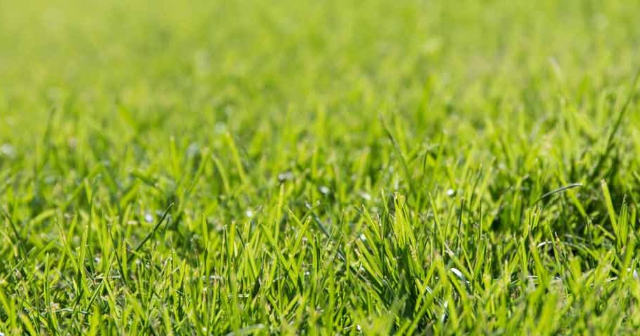 Interesting things that you might not know about grass - facts about plants