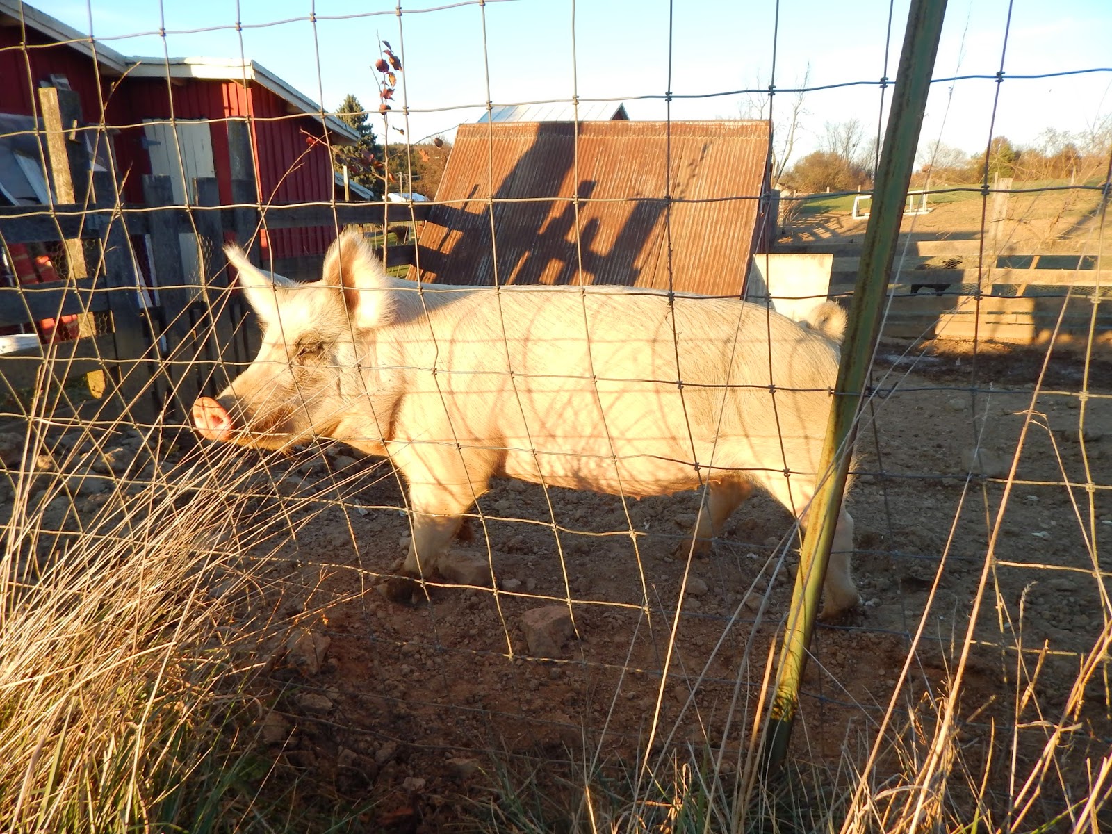 Thy Hand Hath Provided: Our Pig: Part 2