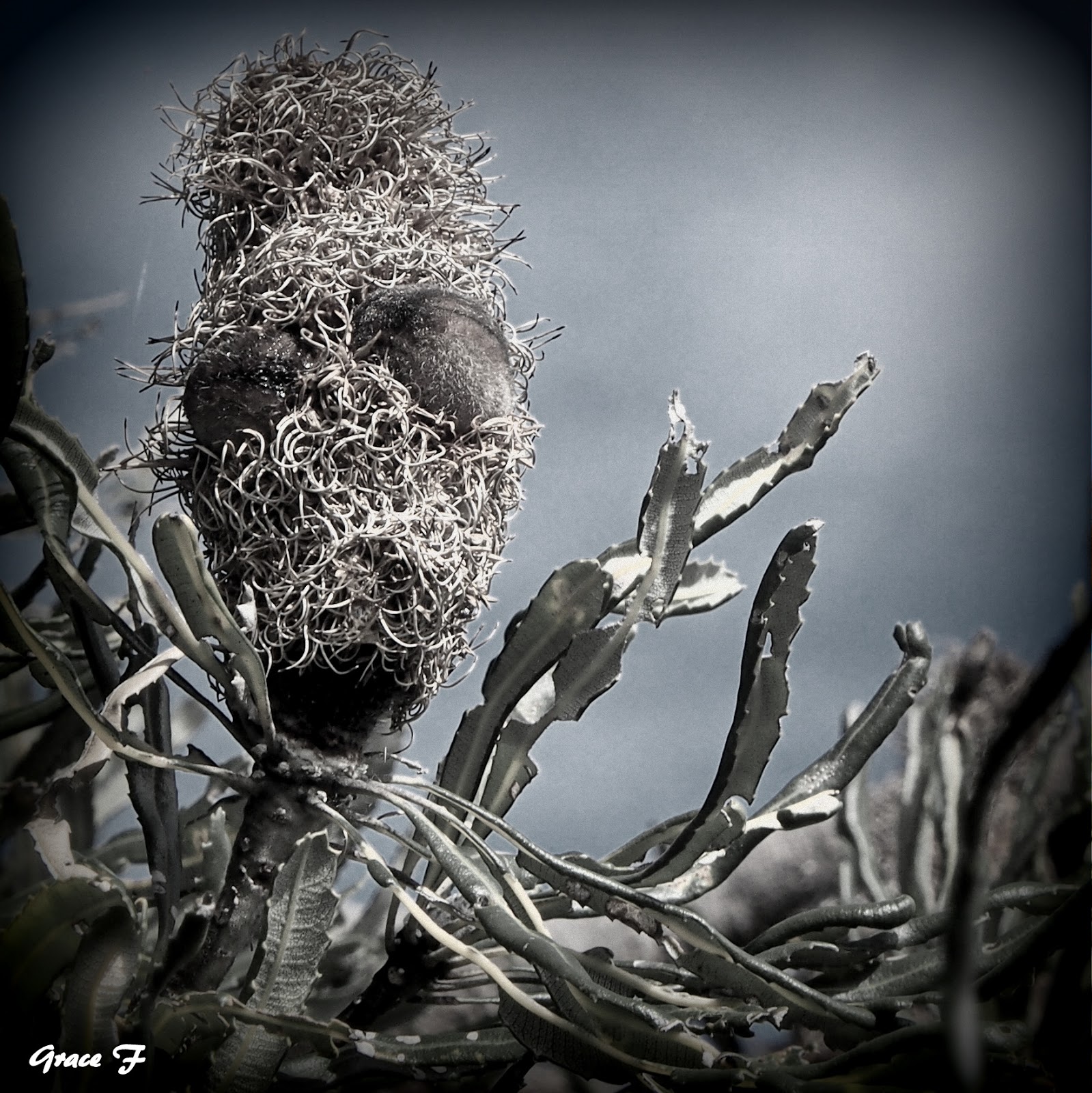 Perth Daily Photo : Curiosities.. 'Big Bad Banksia Men'