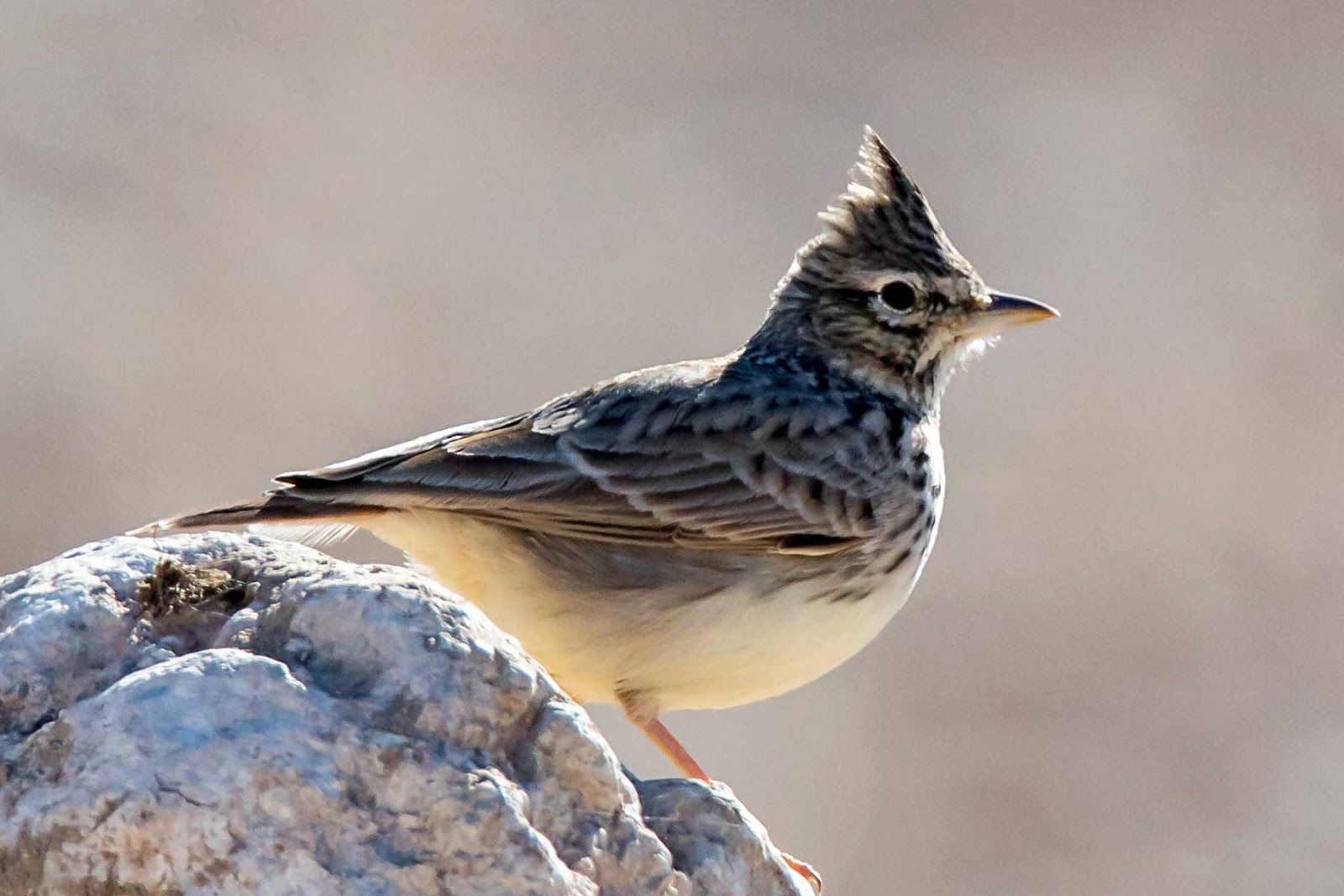 Birding Costa Blanca: Crested lark vs Thekla Lark ID Guide