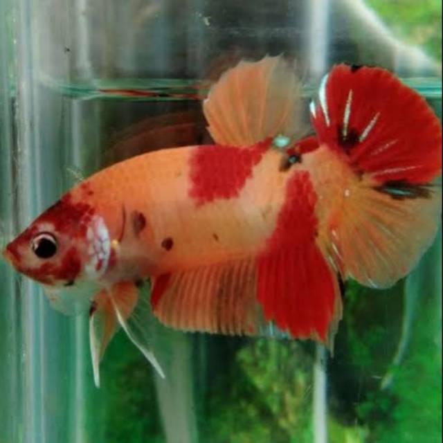 MENGENAL SEJARAH DAN ASAL MUASAL IKAN CUPANG NEMO (clown fish) - Hewan ...