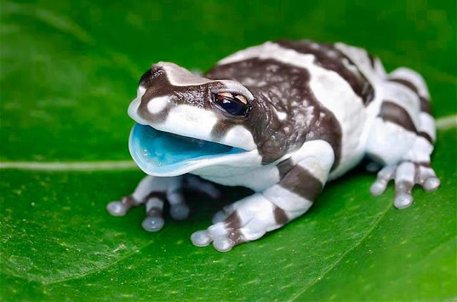 Hatodelyaque.com: La rana lechera amazónica