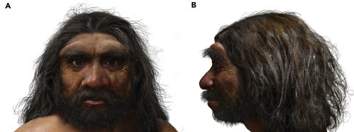 Rosa Rubicondior: Evolution News - Two Newly Discovered Species of Homo ...