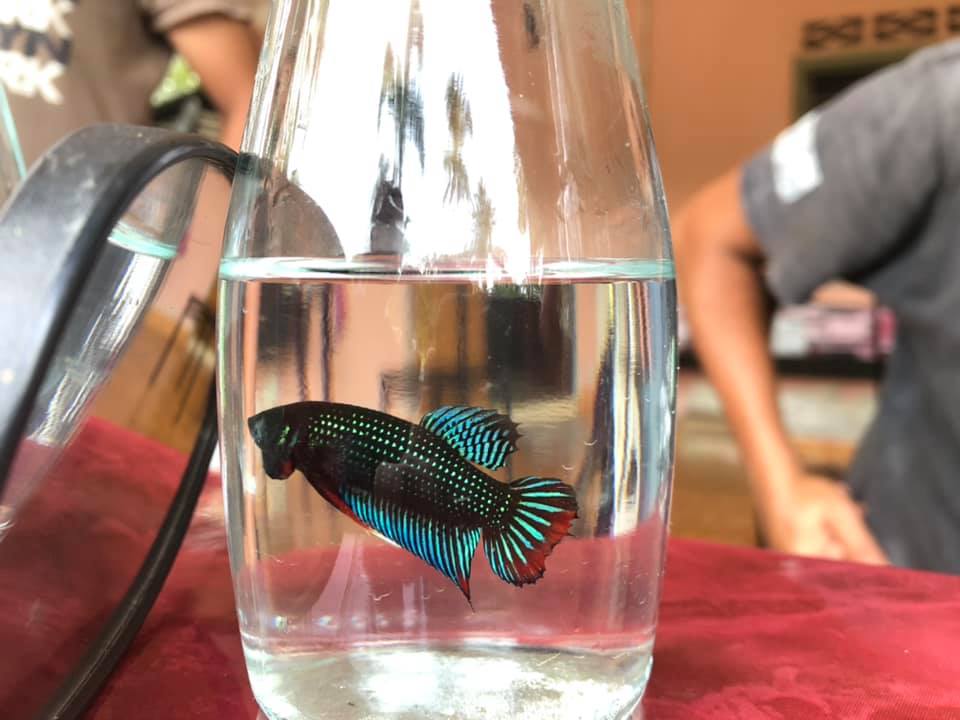 30 Spesies Ikan Laga (Betta Fish) Dengan Pelbagai Corak Yang Mempesona